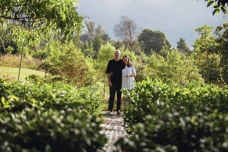 Maui couple strikes black gold with their new Haleakala tea | Honolulu ...