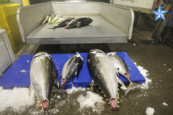 Buyers compete for ahi at Honolulu Fish Auction as prices surge ...