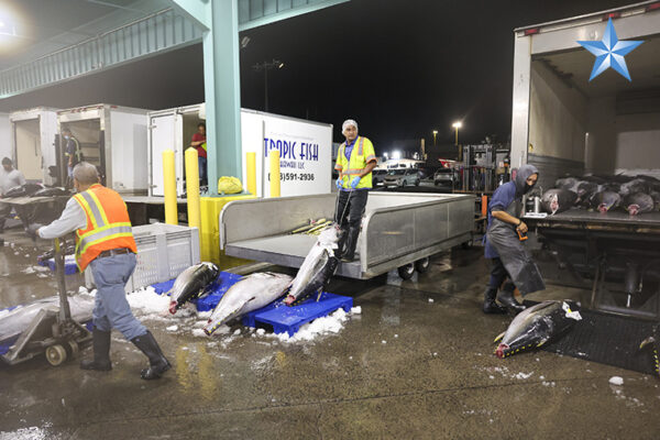 Buyers compete for ahi at Honolulu Fish Auction as prices surge ...