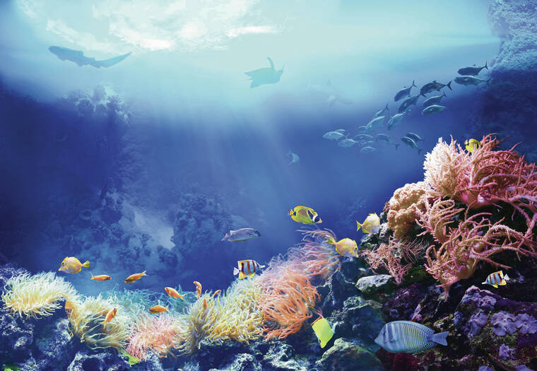 Column: The future of our oceans depends on what we do now | Honolulu ...